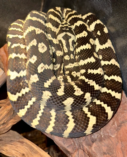 2021 Female Breeder Jungle Carpet Python by Astro Exotic