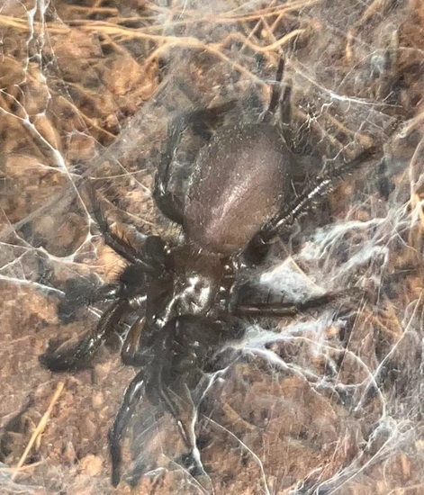 Spiny Curtain Web Spider - Euagrus Chisoseus Funnel-Web Spider by Lone ...