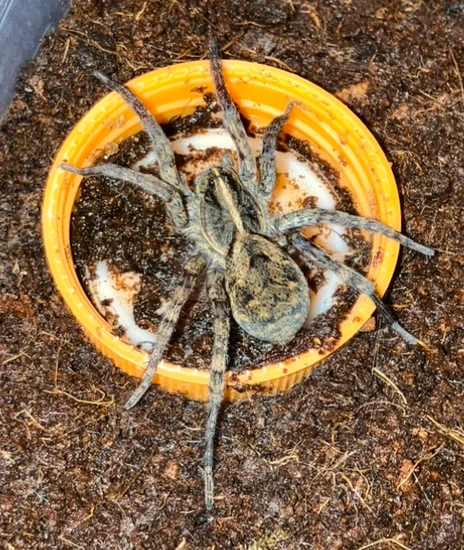 Dark Tiger Wolf Spider - Tigrosa Georgicola by Lone Star Arachnids