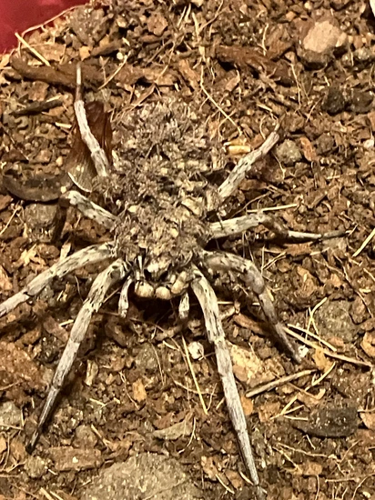 Giant Carolina Wolf Spider - Hogna Carolinensis by Lone Star Arachnids