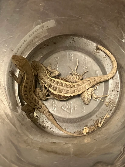 Pink Belly Swifts - Sceloporus Viriabilis Pair (Male And Female) More ...