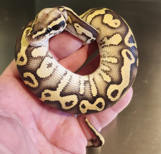 Free ️ Leopard Pastel Vanilla Ball Python by Scaleacious Morphs