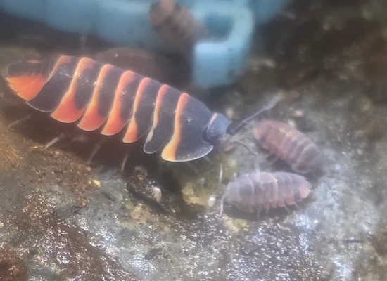 Ember Bee - 10ct Isopod by BCO Mushi