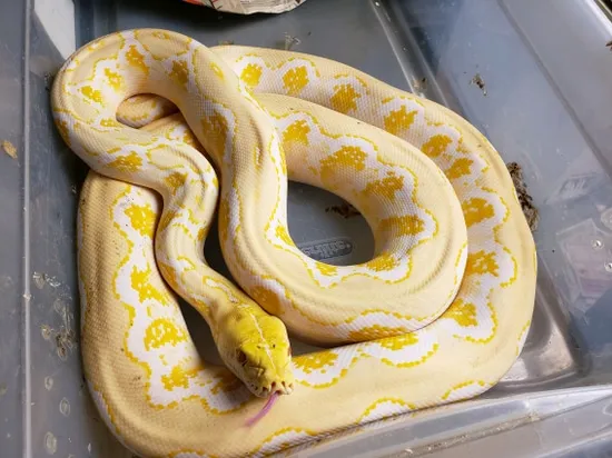 7ft White Albino Het Pied Reticulated Python by Party animalz farm
