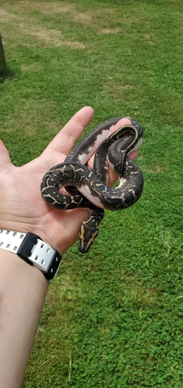 Pied Burmese Python by Party animalz farm