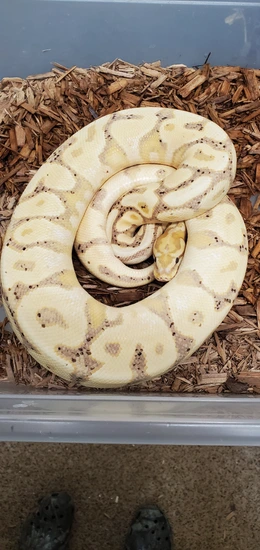 Banana Spotnose Het Clown Ball Python by Party animalz farm