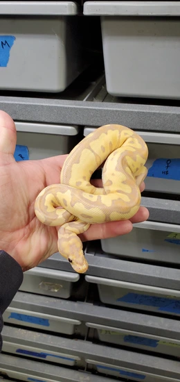 200g Female Banana Clown Ball Python by Party animalz farm