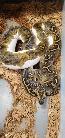 Hb 4ft Pied 50% Het Albino Lab Burmese Python by Party animalz farm