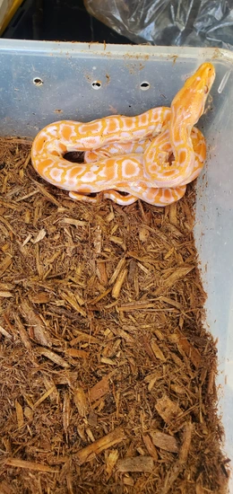 BEAUTIFUL Albino Het Green Burmese Python by Party animalz farm
