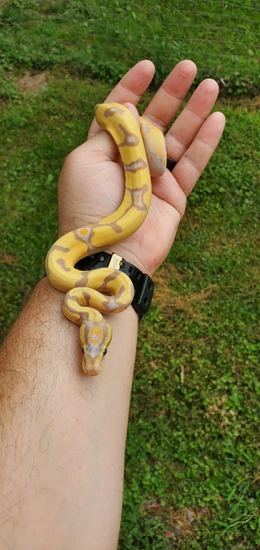 Banana Fire Enchi Het Pied Ringer Ball Python by Party animalz farm