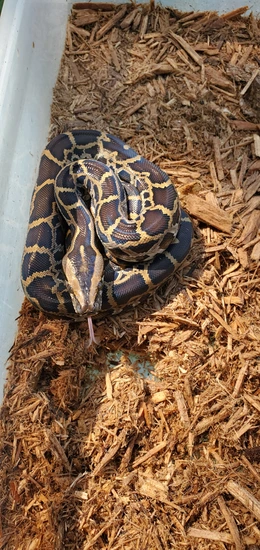 Normal FREE SHIPPING Burmese Python by Party animalz farm