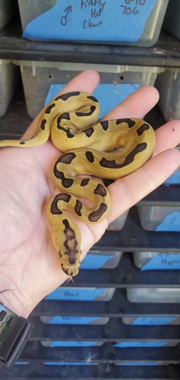 Super Enchi Clown Ball Python by Party animalz farm