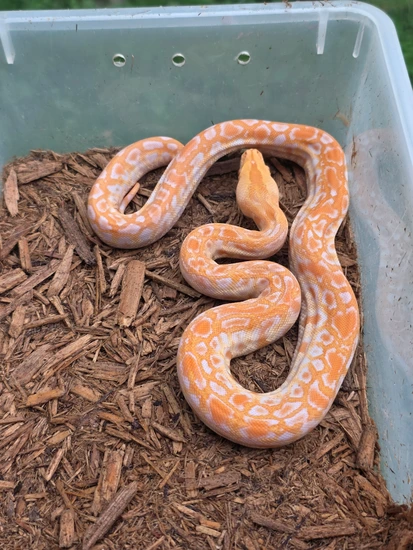 High Contrast Albino With Free Shipping Burmese Python by Party animalz ...