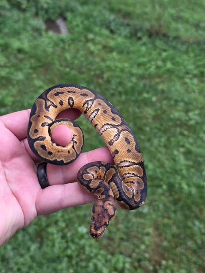 Clown Ball Python by Something Wicked Ball Pythons