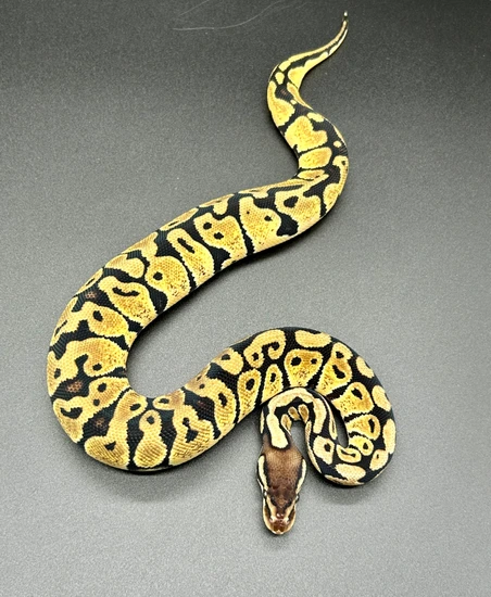 Pastel DH Albino/ Or Candy And Hypo Ball Python by B. K. Morphs
