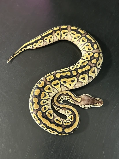 Bongo Mocha Pastel Het. Clown Ball Python by B. K. Morphs