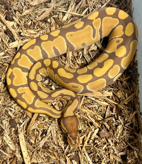 Ultramel Het. Cryptic Ball Python by B. K. Morphs