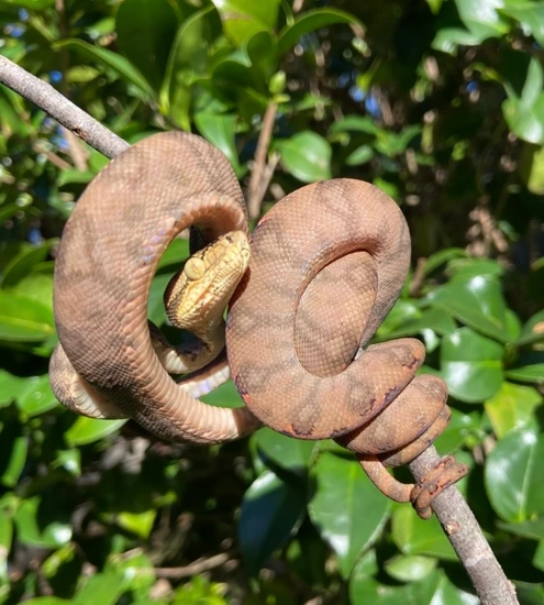 Killer Garden Phase (50% Dark Grove Bloodlines) Amazon Tree Boa by Stay ...