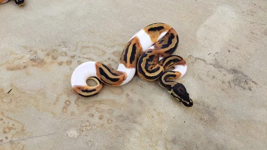 Pied Ball Python by Black Diamond Herps