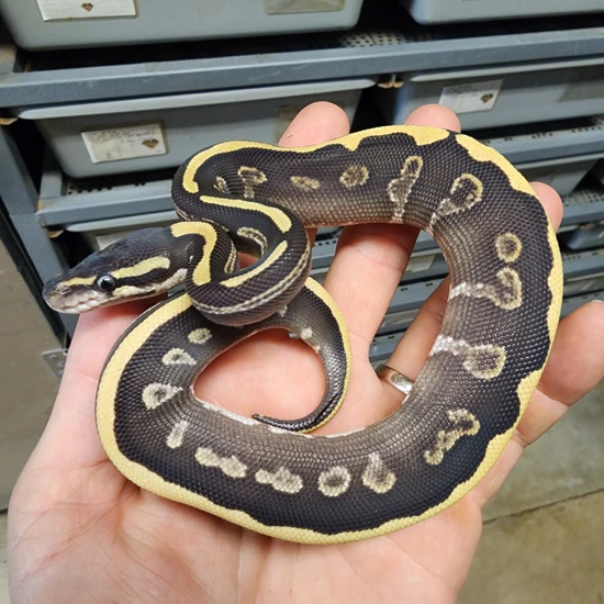 GHI Mojave Leopard Ball Python by Black Diamond Herps