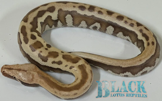 T+ Albino Goldeneye Blood Python by Black Lotus Reptiles
