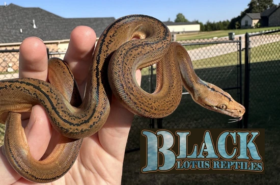 Golden Child SunTiger DH Albino OGS Reticulated Python by Black Lotus ...