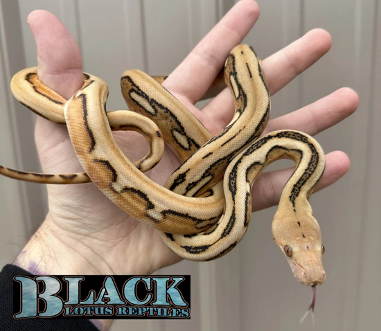SunTiger DH Albino OGS Reticulated Python by Black Lotus Reptiles