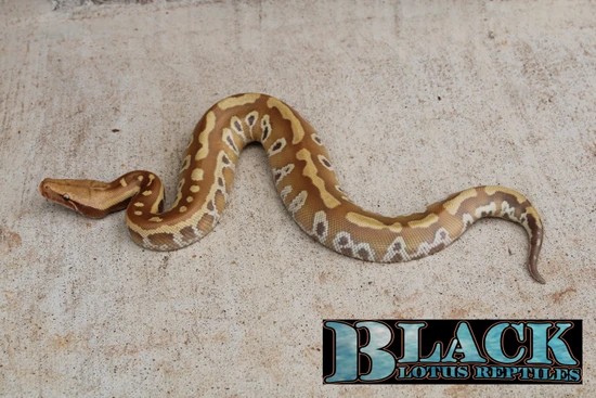 T+ Albino Blood Python by Black Lotus Reptiles