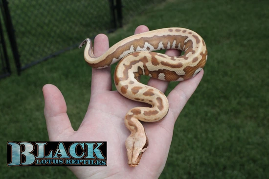 T+ Albino Goldeneye Blood Python by Black Lotus Reptiles