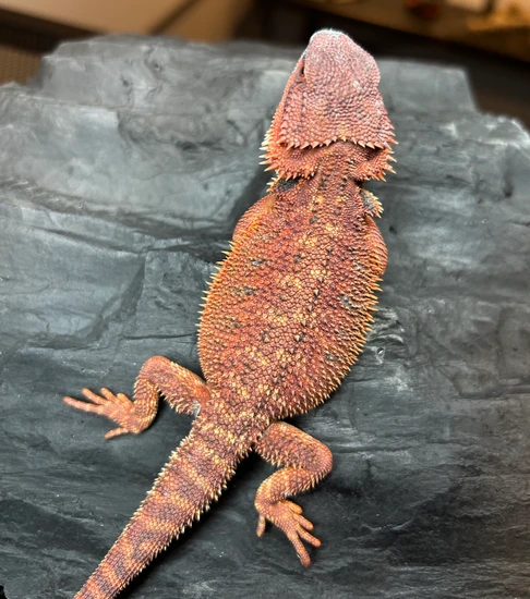 Chroma Red Monster Male Central Bearded Dragon by Black Spade Dragons