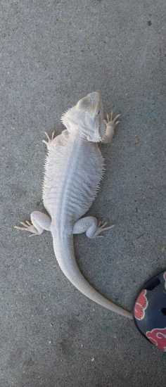 "L" Double Het Wero Leatherback Zero Central Bearded Dragon by Black ...