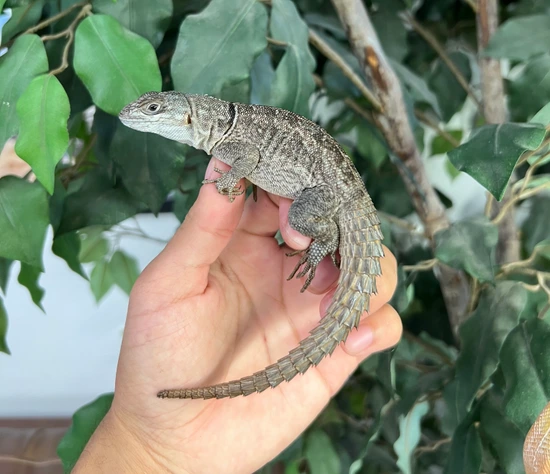 Madagascar Collard Lizard Female More Lizard by Bad Ass Reptiles