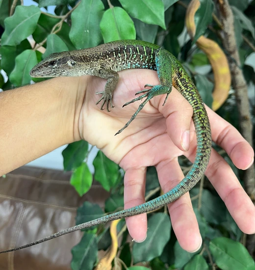 Giant Green Ameiva More Lizard by Bad Ass Reptiles