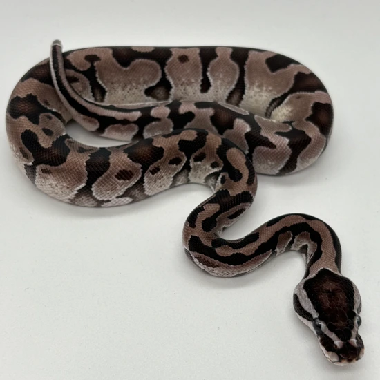 VPI Axanthic, Enchi Het Pied Ball Python by Merrill Morphs