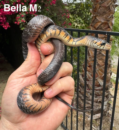 Guerrero" Red Mexican Indigo Cribo & Indigo Snakes by Black Pearl Reptiles