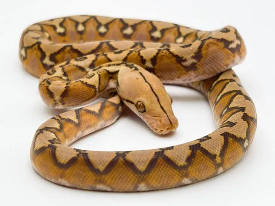 Mochino Sunfire Super Dwarf CB Reticulated Python by Blackpool Reptiles ...