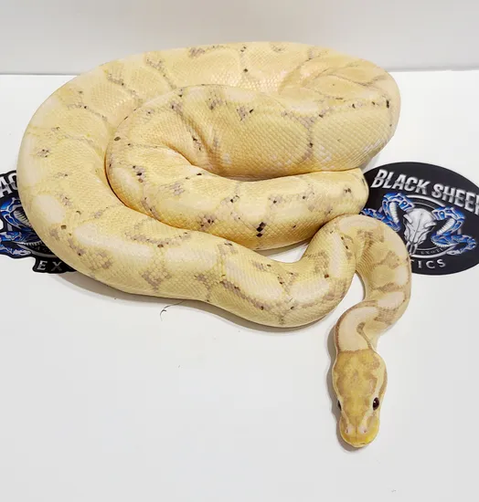 Banana Hidden Gene Woma Ball Python by Black Sheep Exotics