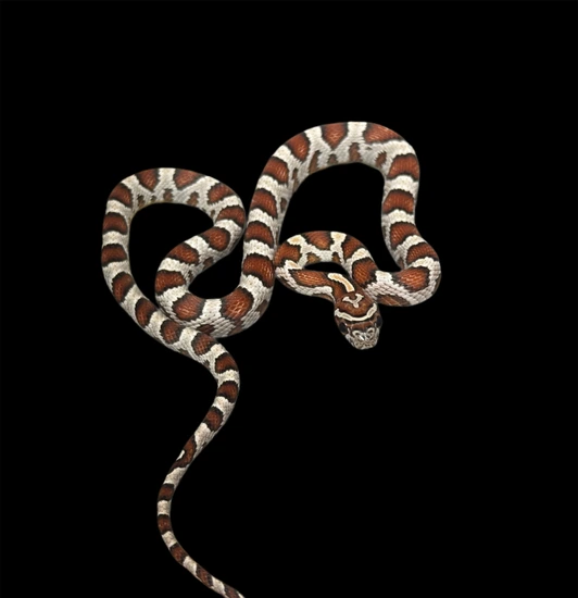Miami Phase Corn Snake by Black Snow Reptiles