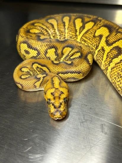 Stranger Pompeii Ball Python by Iron Coil Exotics