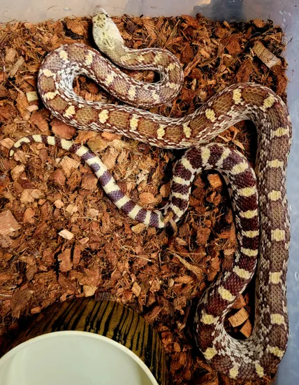 Red Sonoran Gopher Snake by Blackstone Serpents