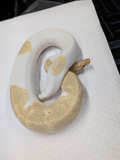 OD, Enchi, Banana Pied Ball Python by Snake City