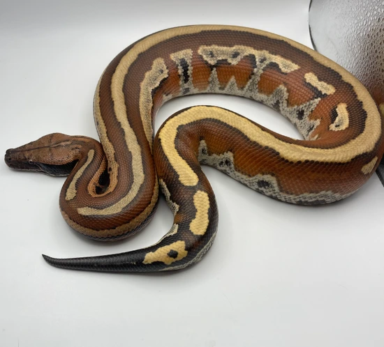 Free Shipping!! VPI Stripe 100% Het T+ Blood Python by MidWest Scales