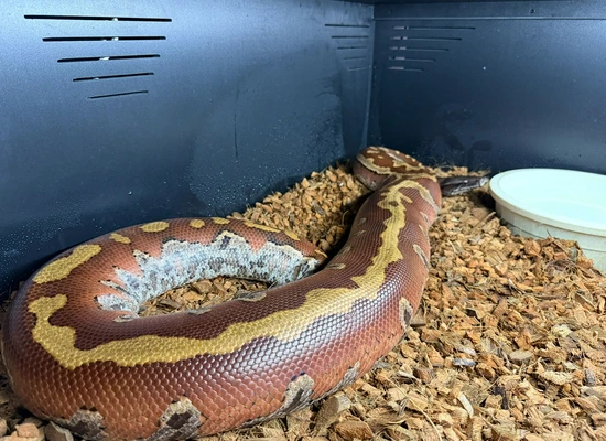 Proven Striped Ph T+ Blood Python by MidWest Scales