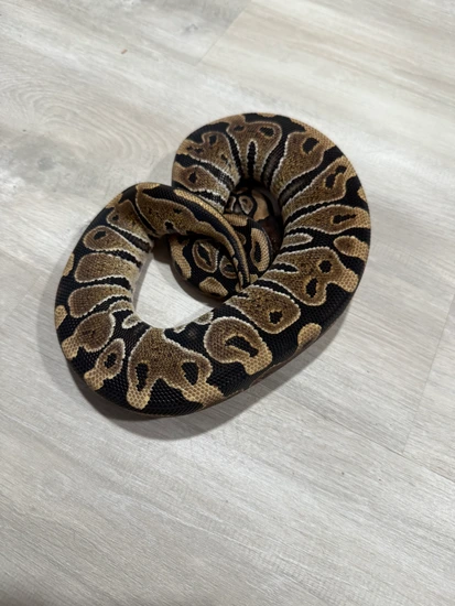 Het Hypo Ball Python by MidWest Scales