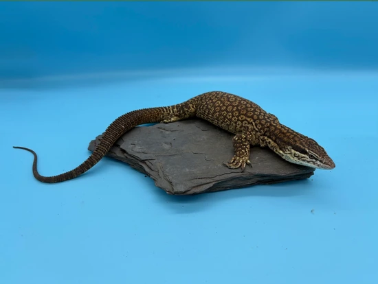 2020 Male Yellow Ackie Monitor by Blazing Reptiles, LLC.