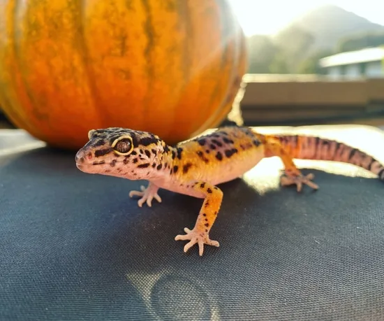 Bold Tangerine Possible Giant Leopard Gecko by Blep Boys