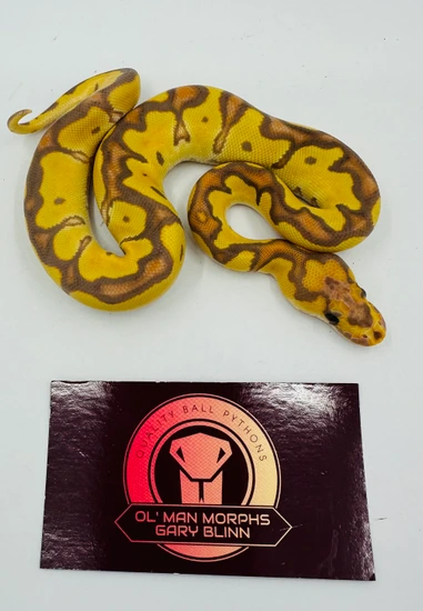 Banana, OD, Blade, Clown Ball Python by Ol' Man Morphs