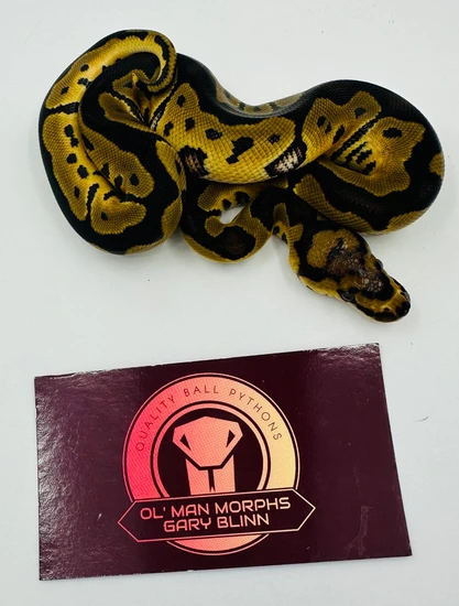 Blade, Clown Ball Python by Ol' Man Morphs
