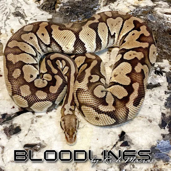 Pastel Russo Phet Lavender (Proven Breeder) Ball Python by Bloodlines ...