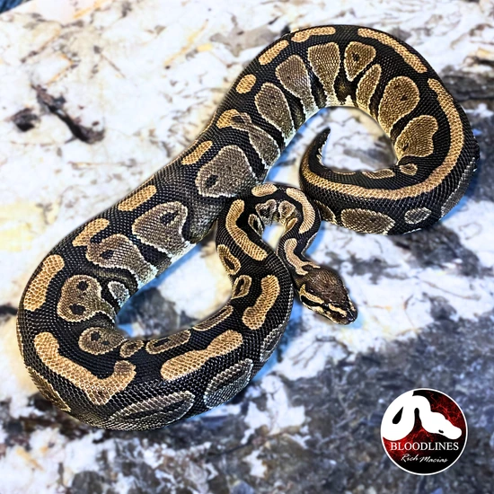Normal 66% Poss. Het Pied Ball Python by Bloodlines by Rich Macias